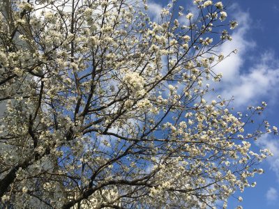 2020年4月9日 - 松前あかね研究室 Matsumae Lab.